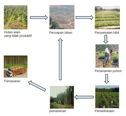 PENGUSAHAAN HUTAN : HUTAN TANAMAN INDUSTRI DAN HUTAN ALAM – Keluarga ...